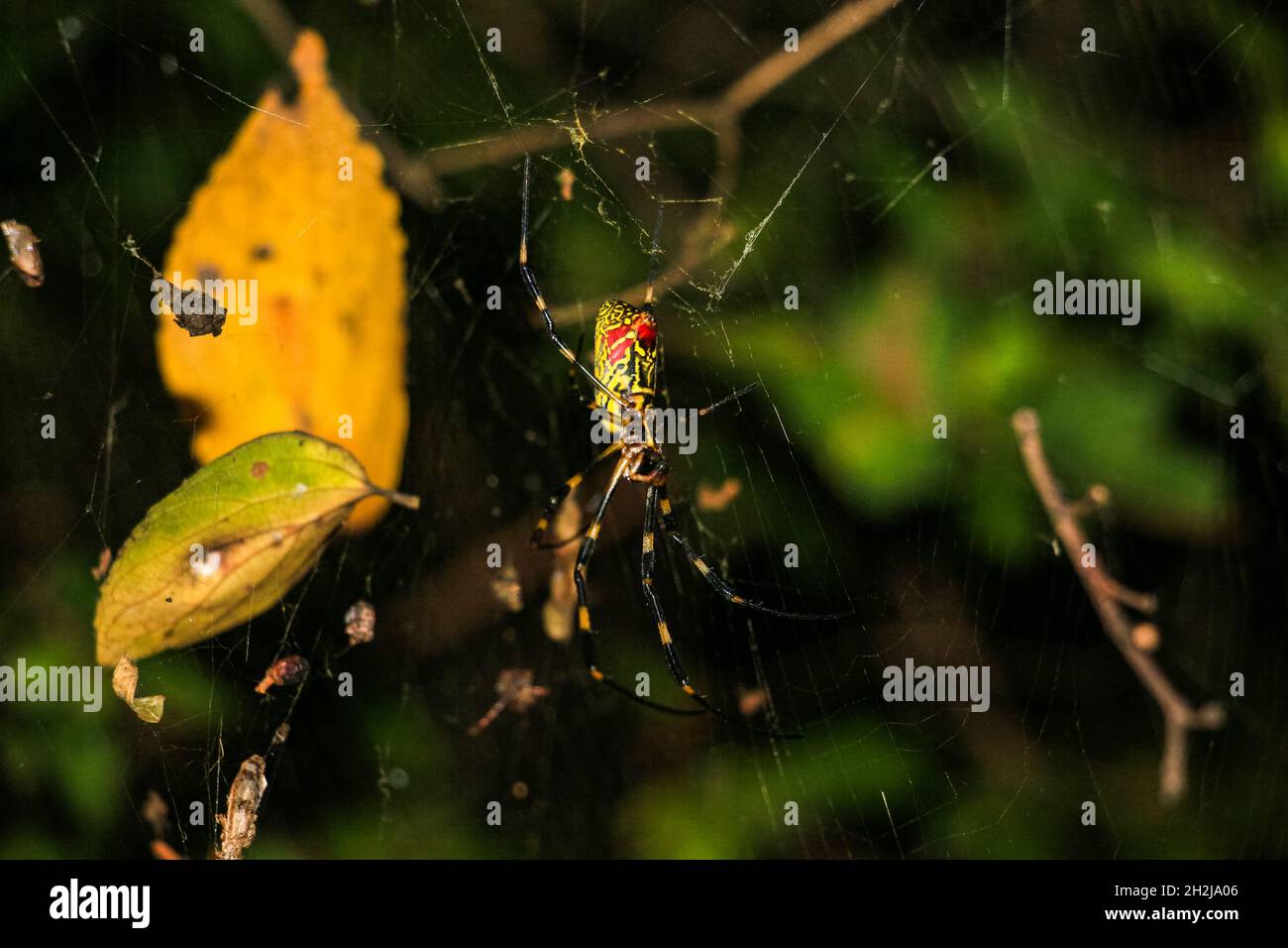 Spider on its web in the forest Stock Photo - Alamy