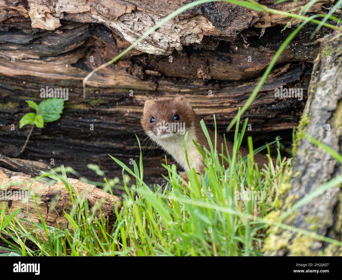 Stoat Head Looking out of a Hole Stock Photo - Alamy