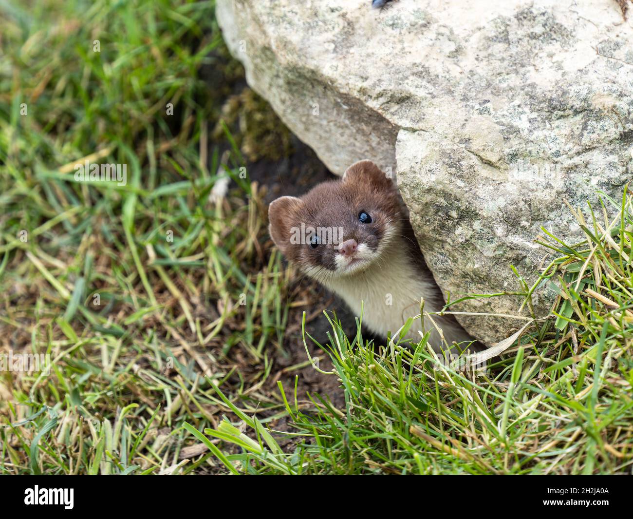 Stoat Head Looking out of a Hole Stock Photo - Alamy