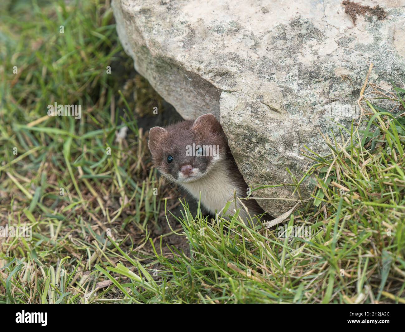 Stoat Head Looking out of a Hole Stock Photo - Alamy