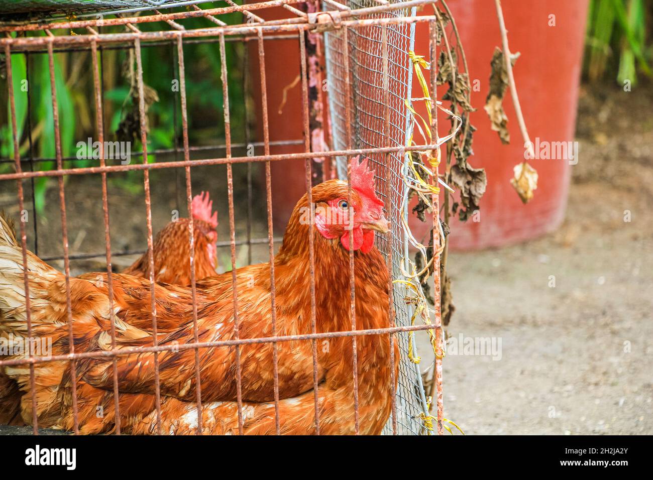 Cage with several hens on the farm Stock Photo - Alamy