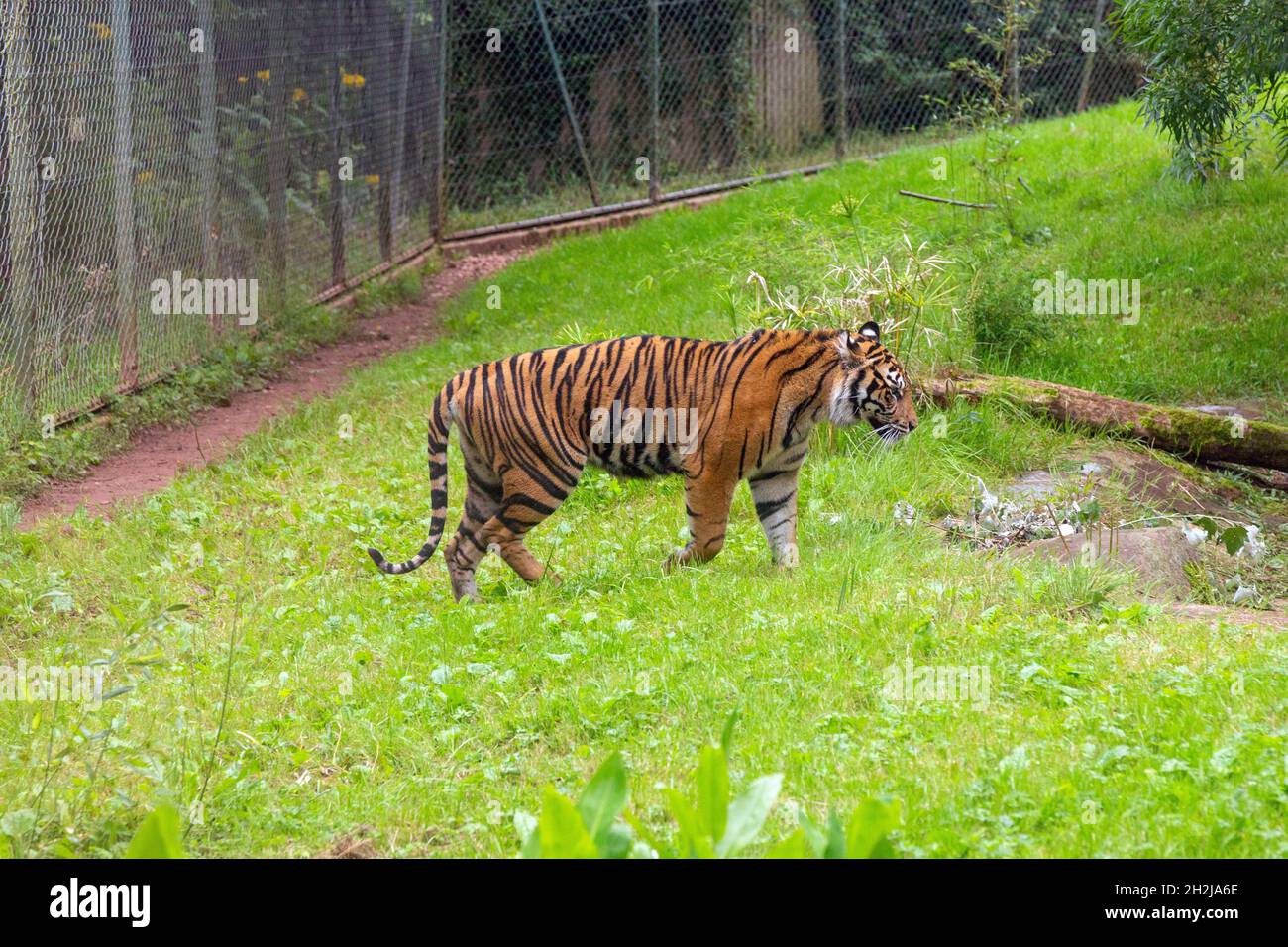 Sumatran tiger at Paignton Zoo, Devon, England, United Kingdom Stock ...
