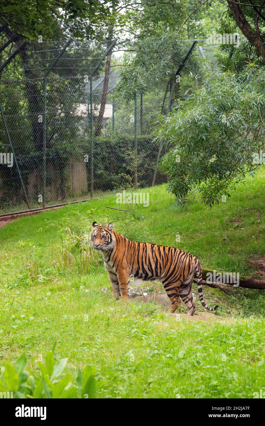 Sumatran tiger at Paignton Zoo, Devon, England, United Kingdom Stock ...
