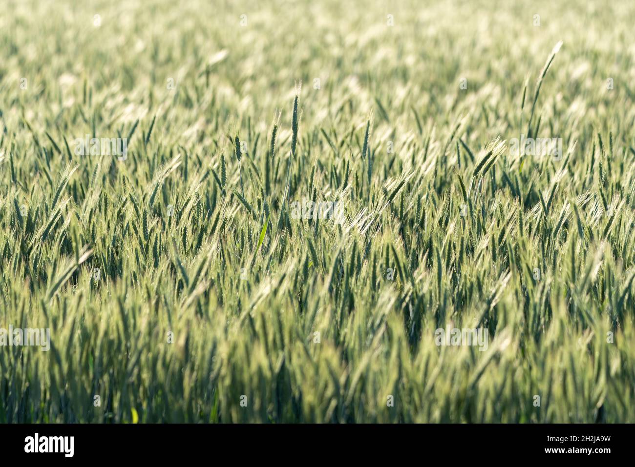 Cereal in the field. Close-up of ears of ripening rye. Farming in the ...
