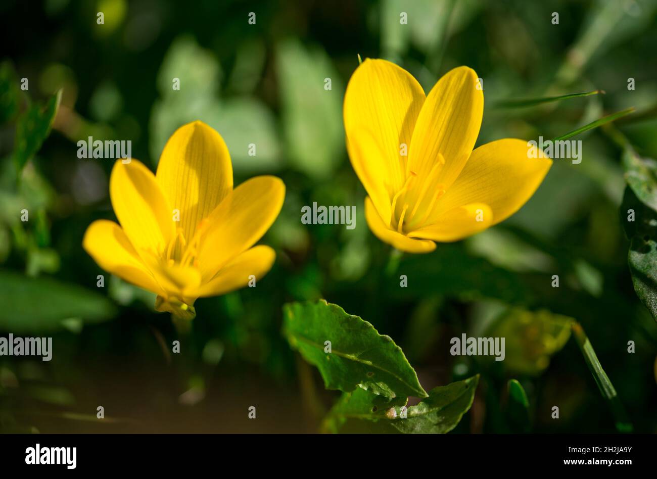 Autumn wild and garden flowers - yellow crocuses on a background of ...
