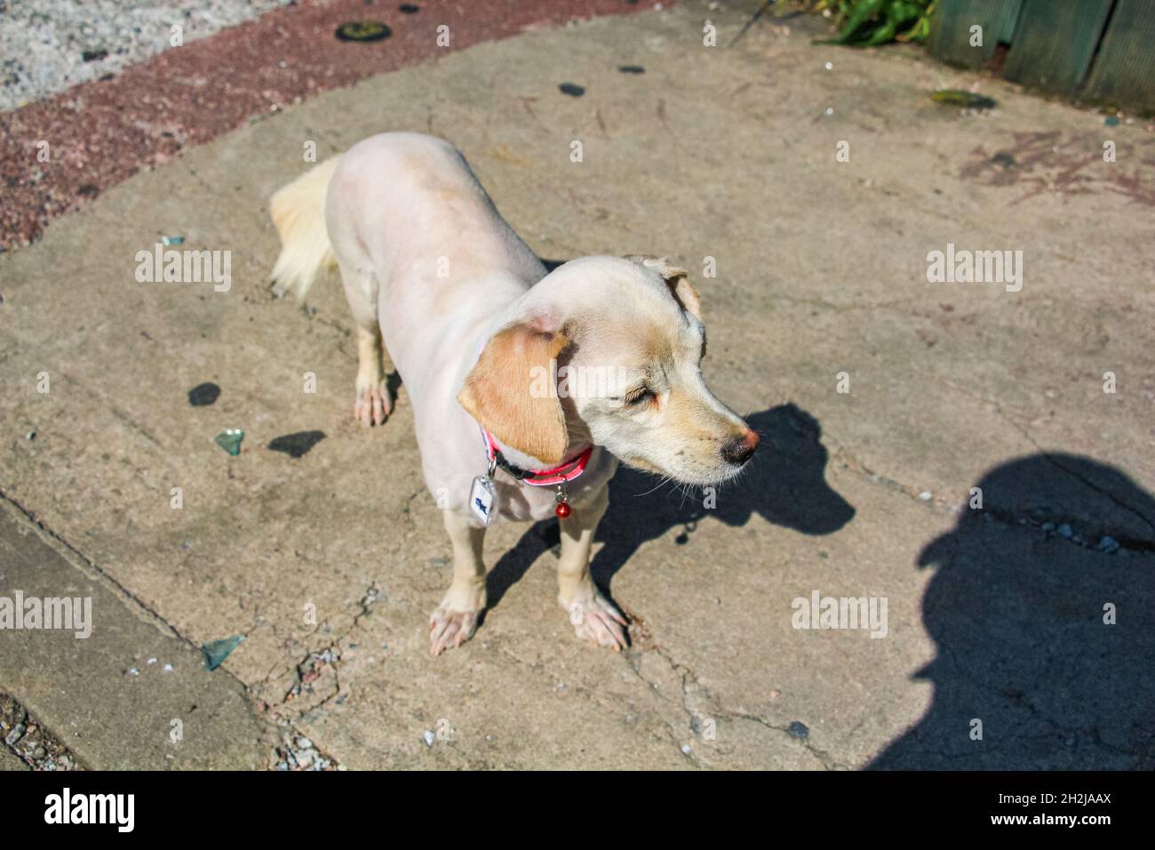 High-angle shot of a white Labrador Retriever puppy in the yard Stock ...