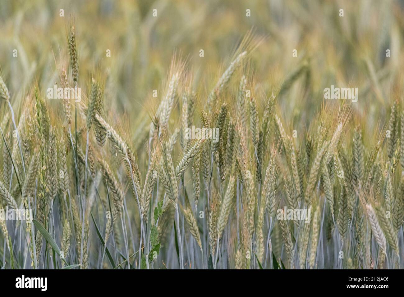 Cereal in the field. Close-up of ears of ripening rye. Farming in the ...