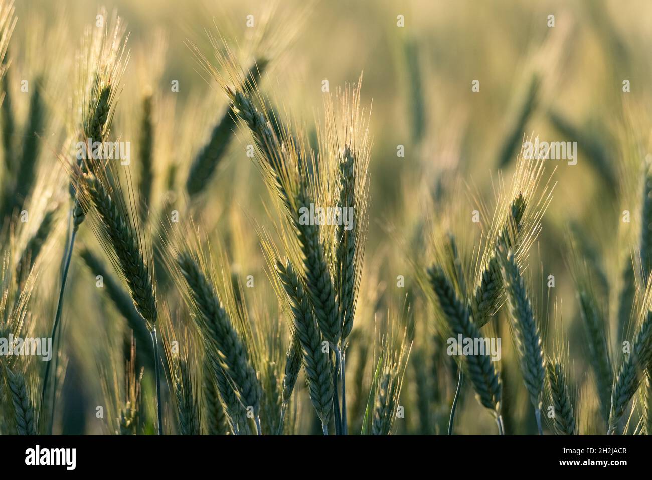 Cereal in the field. Close-up of ears of ripening rye. Farming in the ...