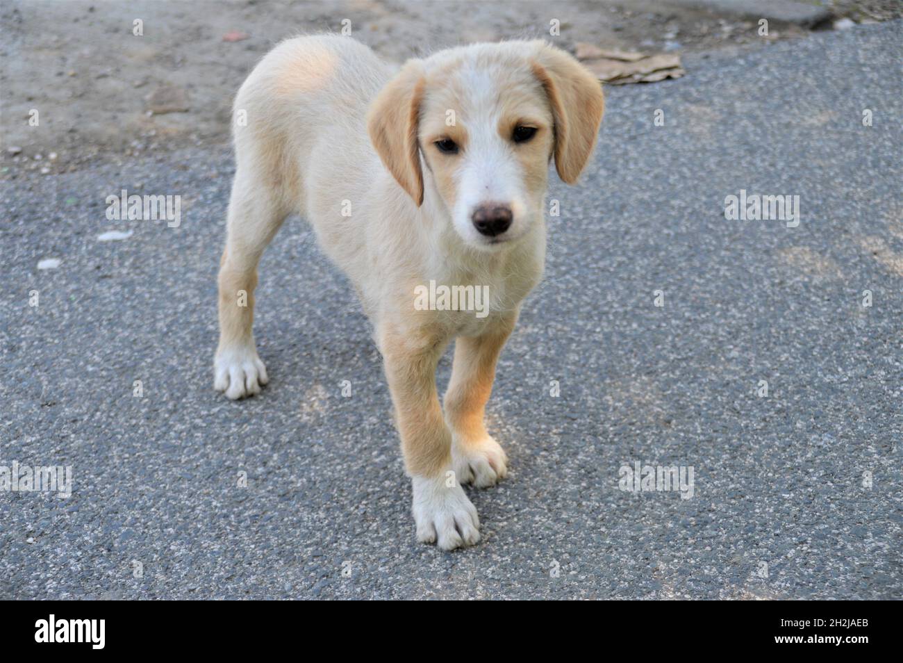 Little cute puppy posing Stock Photo - Alamy