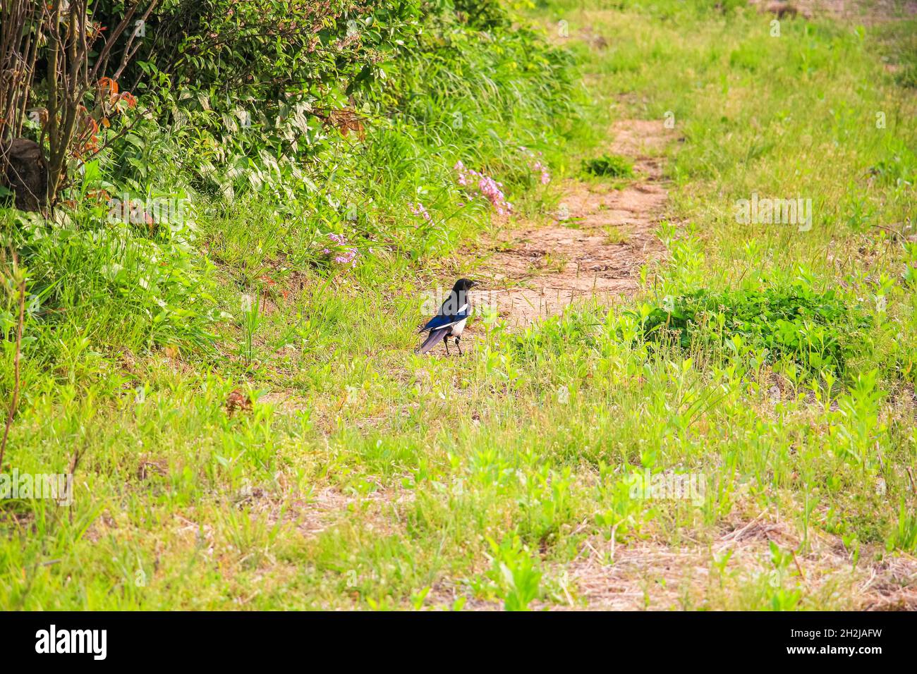 Small Eurasian magpie in the forest Stock Photo - Alamy