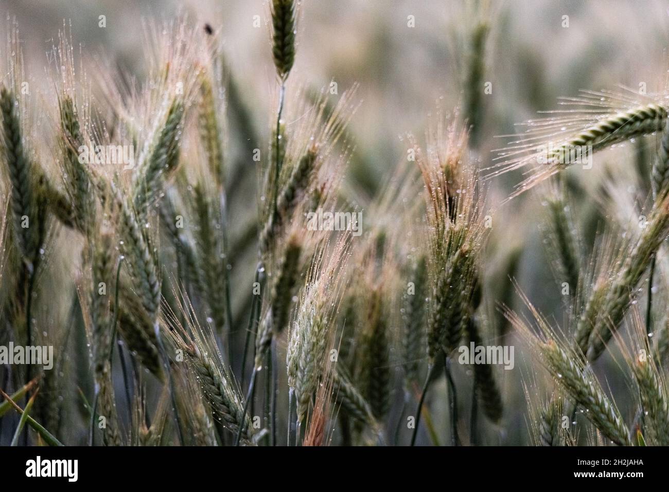 Cereal in the field. Close-up of ears of ripening rye. Farming in the ...