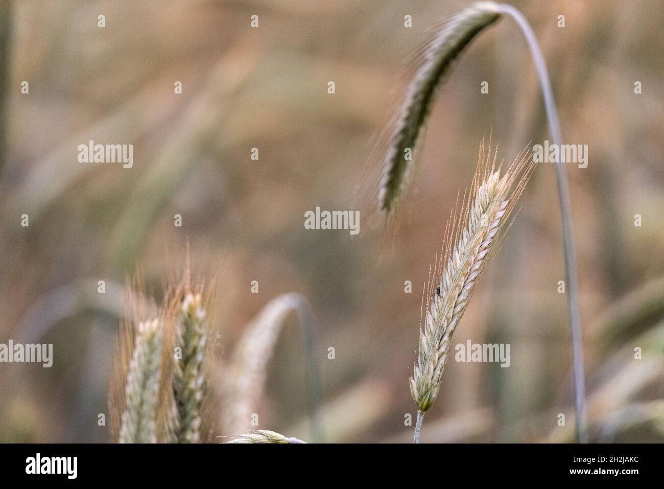 Cereal in the field. Close-up of ears of ripening rye. Farming in the ...