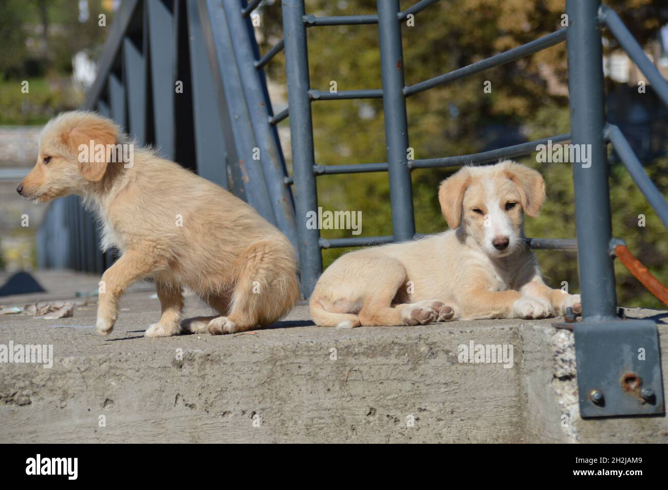 Two cute little puppies Stock Photo - Alamy