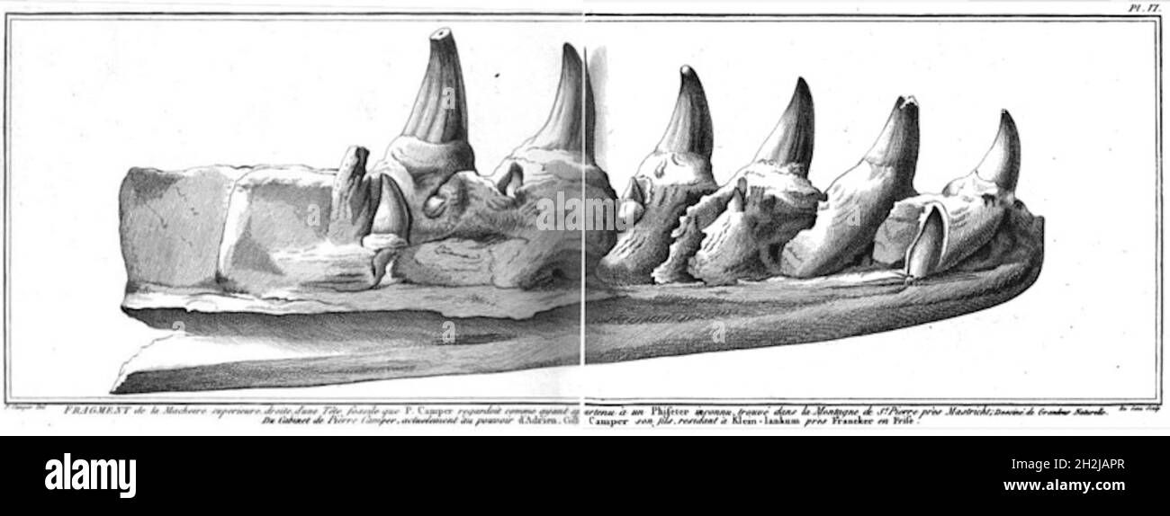 Mosasaurus hi-res stock photography and images - Alamy