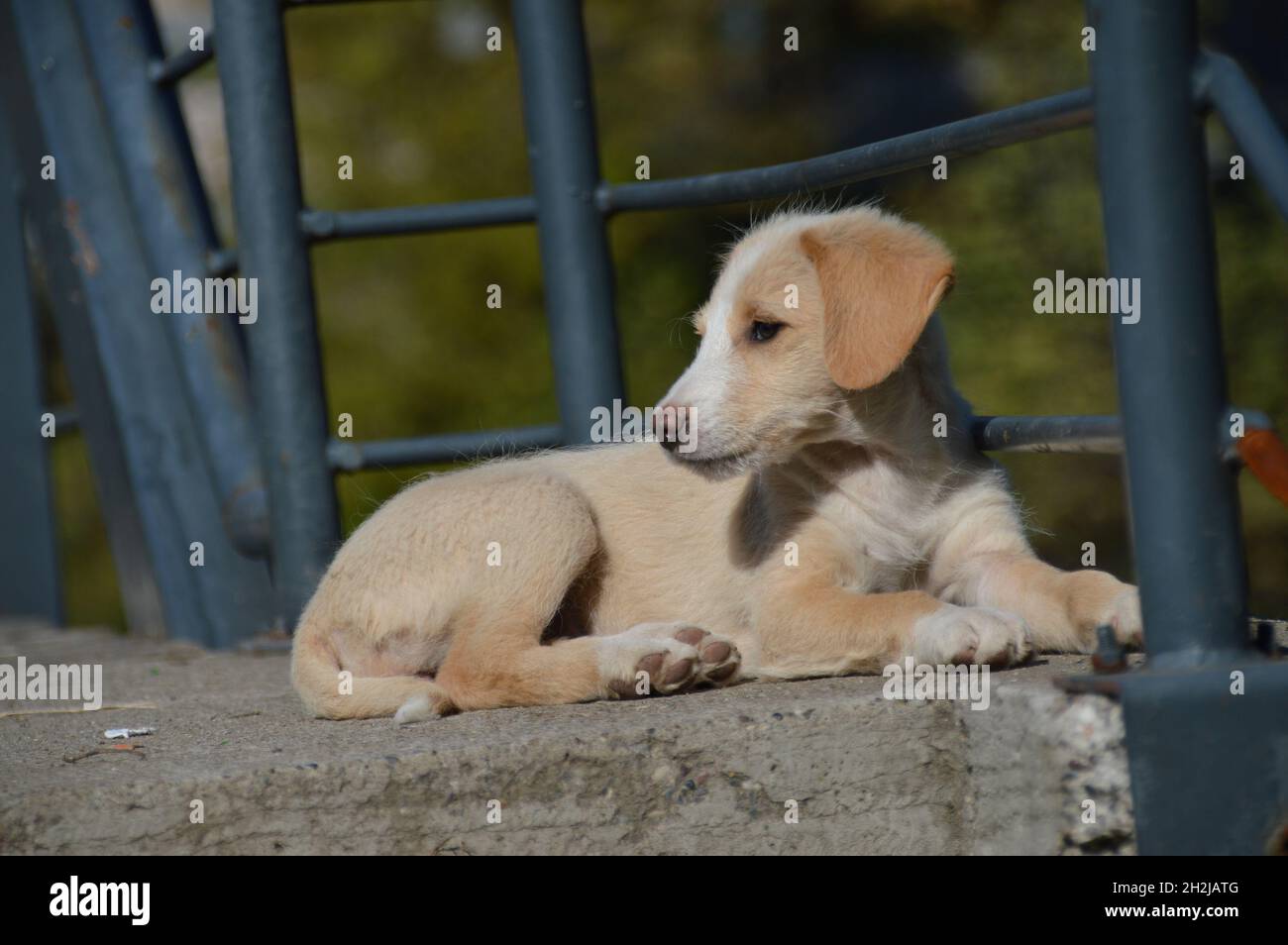 Little puppies on the bridge Stock Photo - Alamy