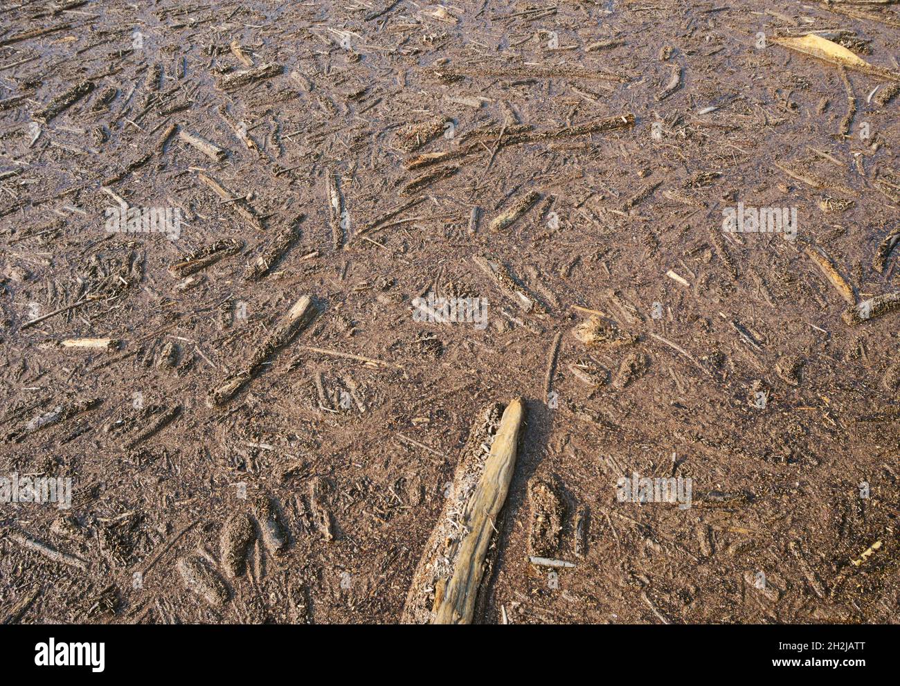 Wooden branches and other timber on the surface of a lake following ...