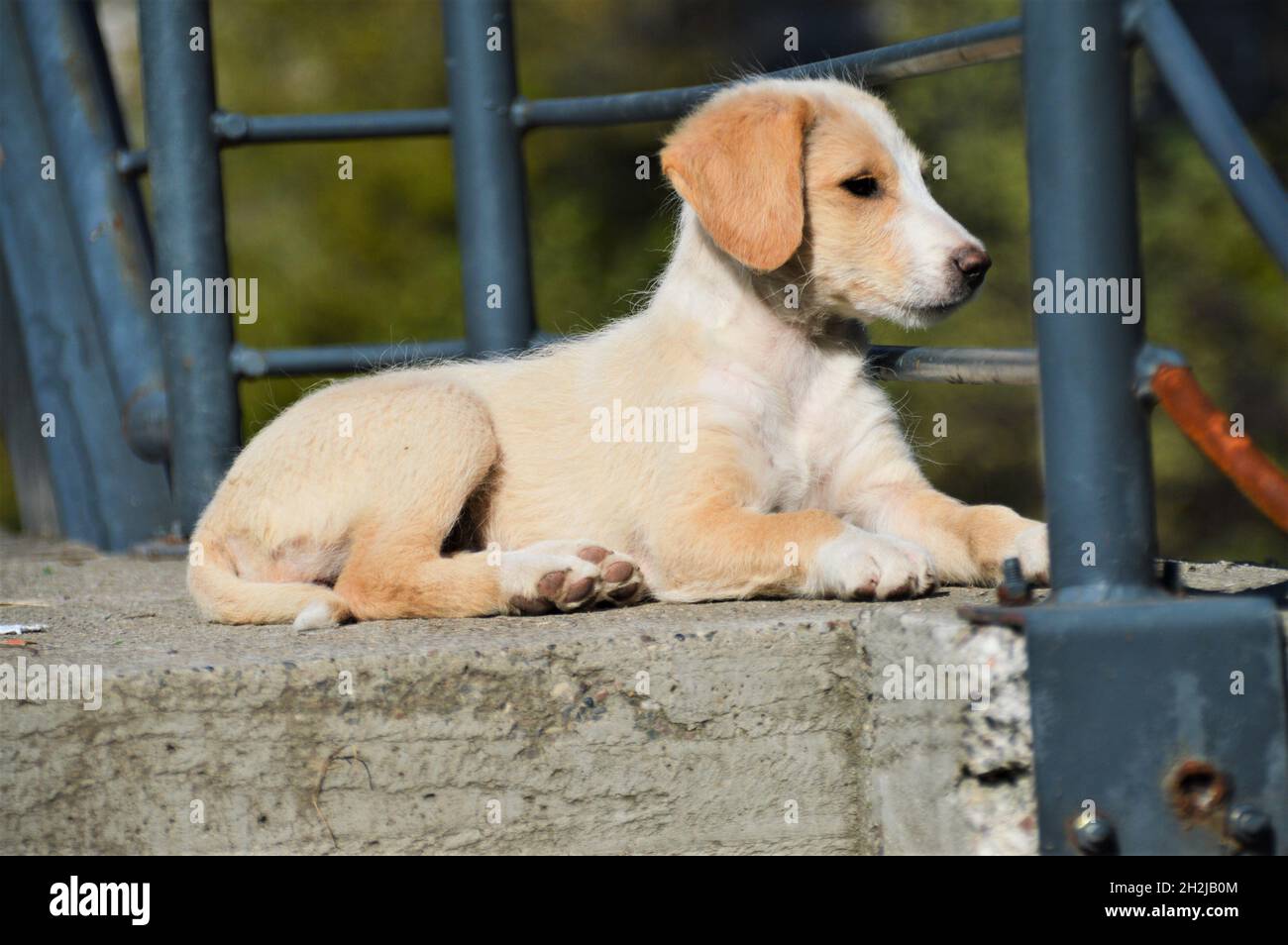 Little puppies on the bridge Stock Photo - Alamy