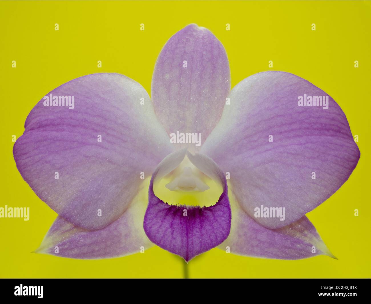 Orquidea dendrobium hi-res stock photography and images - Alamy