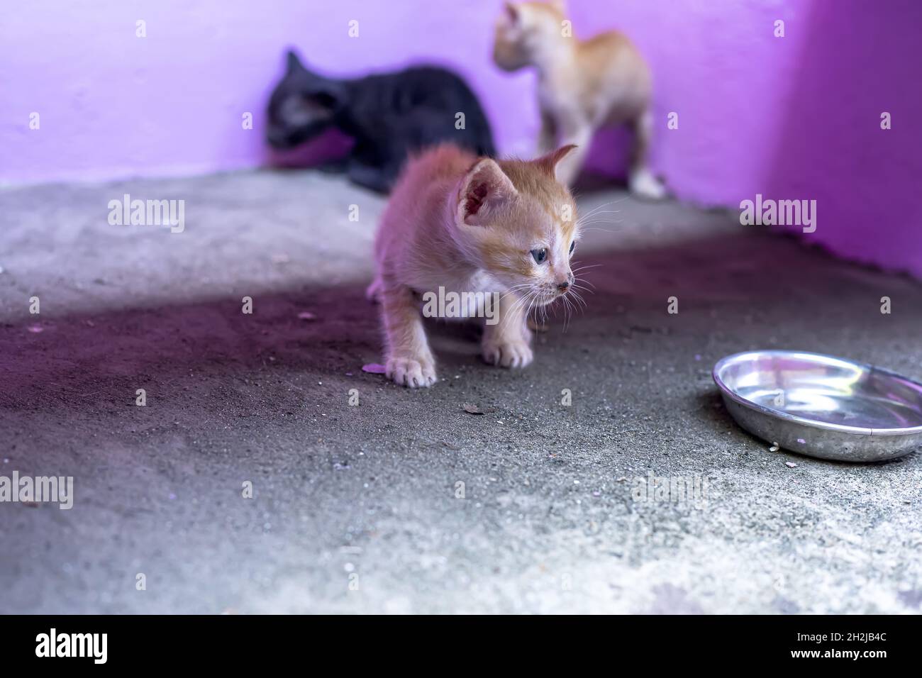 Adorable kittens near water bowl Stock Photo - Alamy