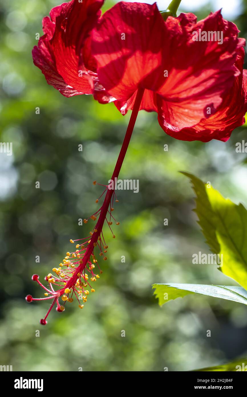 Beautiful red hibiscus in the garden Stock Photo - Alamy