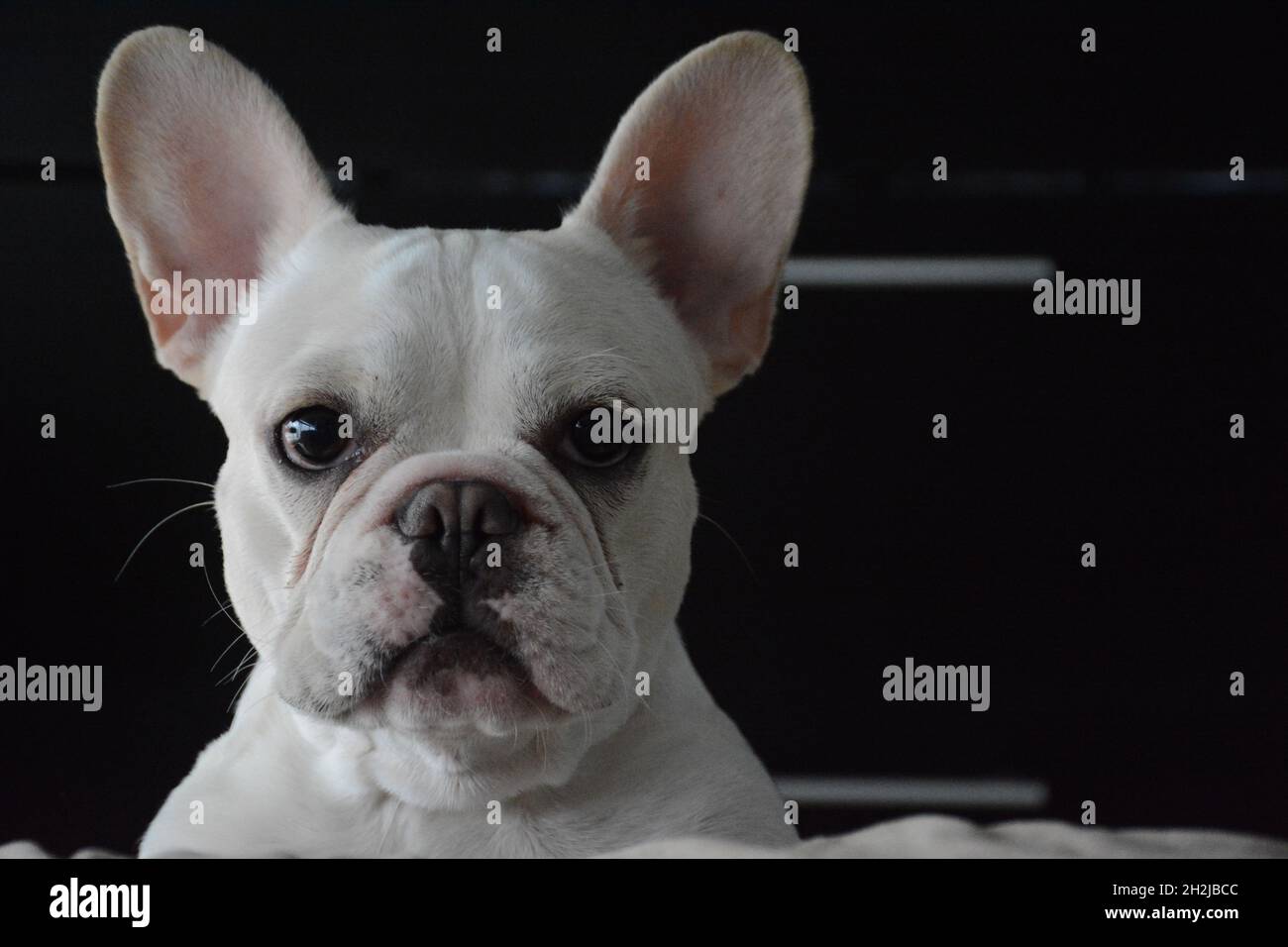 Big French Animal Names List