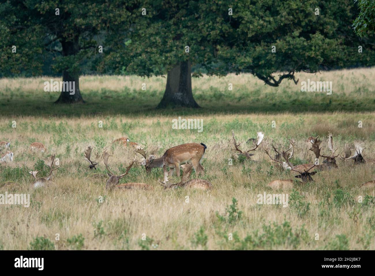 beautiful fallow deer in the english countryside Stock Photo - Alamy