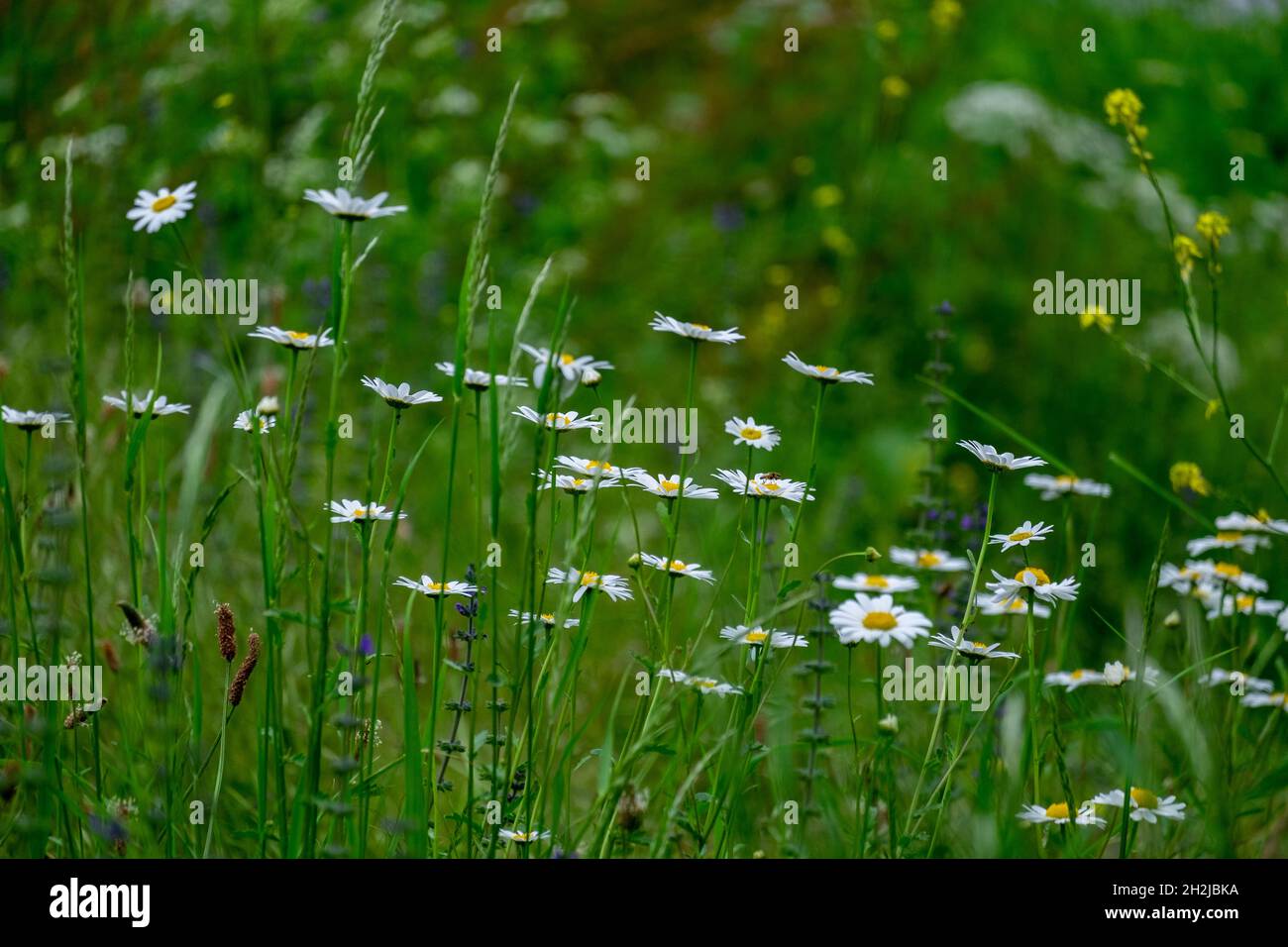 meadow daisy long bank side Stock Photo - Alamy