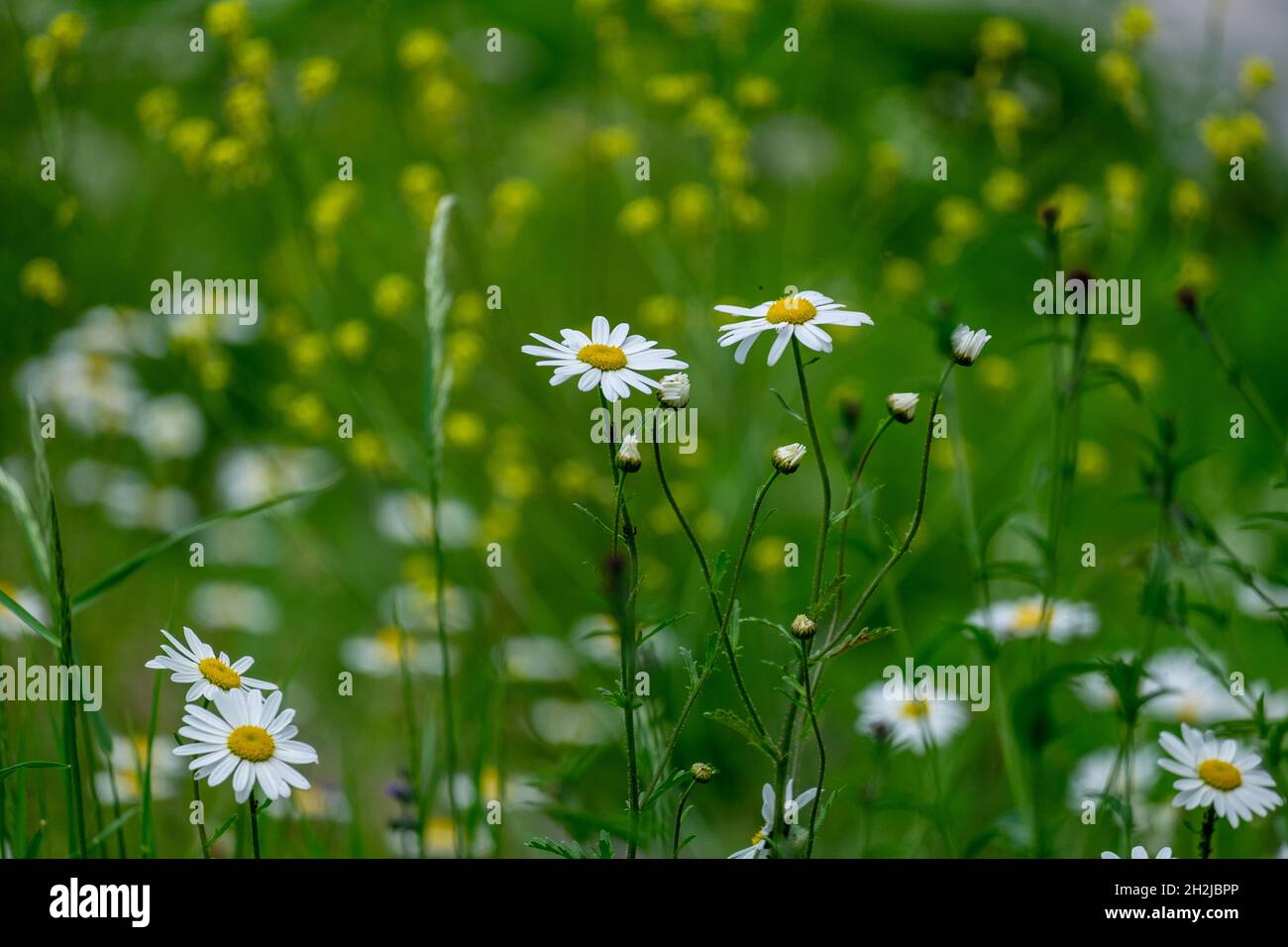 meadow daisy long bank side Stock Photo - Alamy