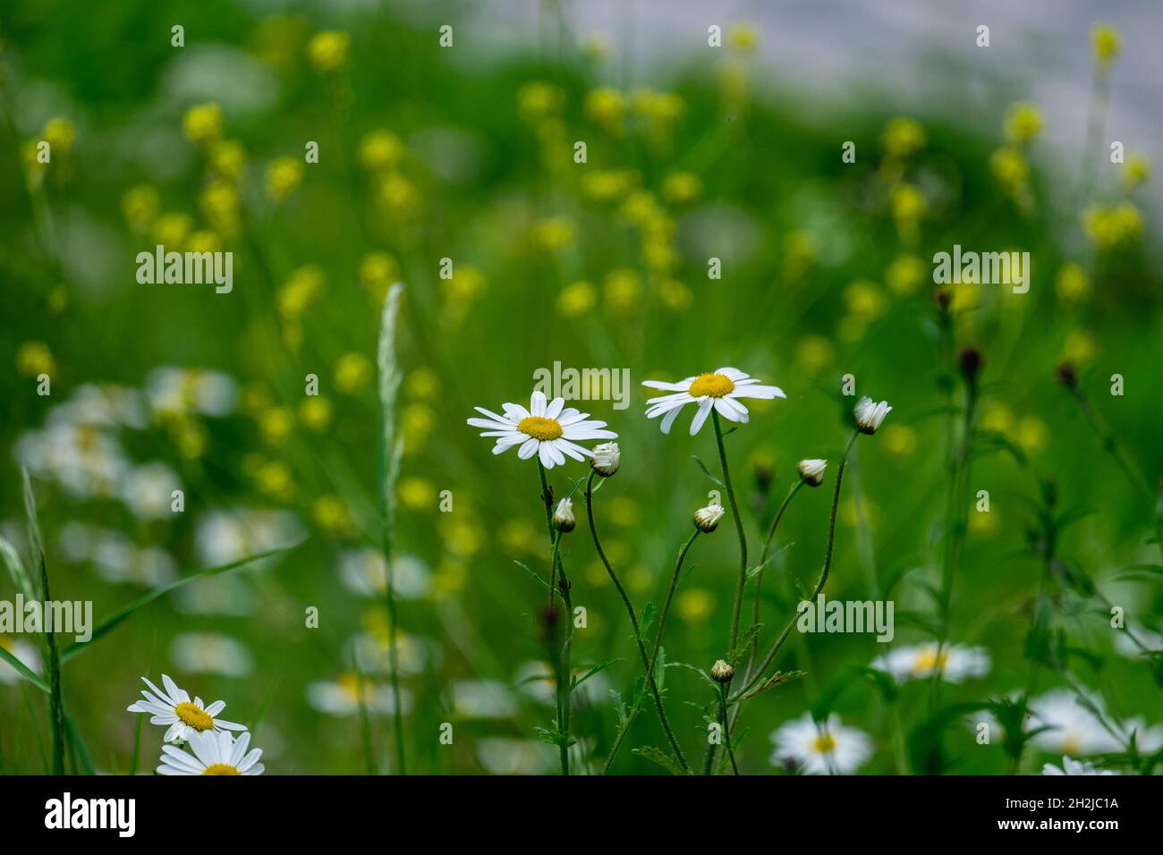 meadow daisy long bank side Stock Photo - Alamy
