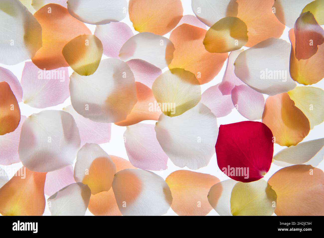 Back lit flower hi-res stock photography and images - Alamy