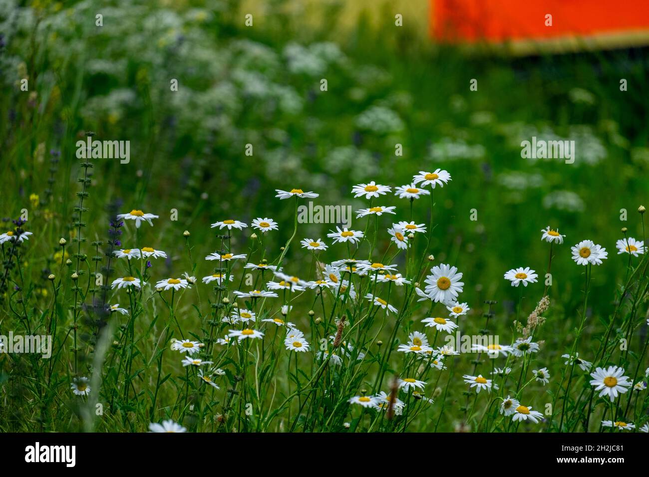 meadow daisy long bank side Stock Photo - Alamy