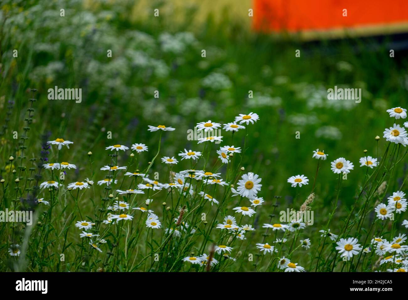meadow daisy long bank side Stock Photo - Alamy