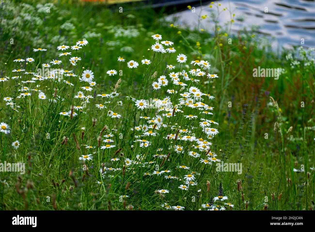 meadow daisy long bank side Stock Photo - Alamy