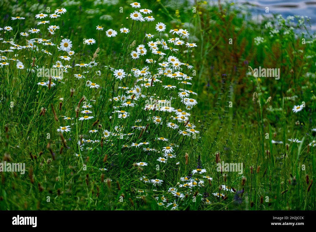 meadow daisy long bank side Stock Photo - Alamy
