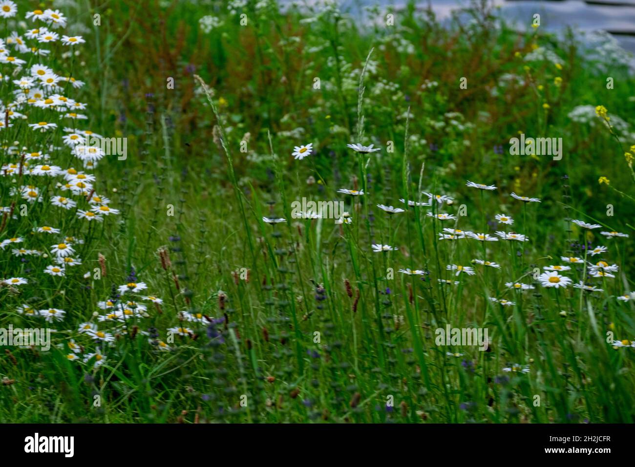 meadow daisy long bank side Stock Photo - Alamy