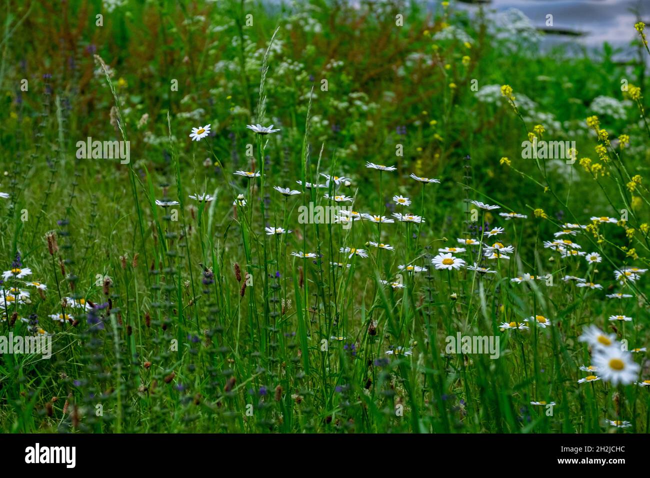 meadow daisy long bank side Stock Photo - Alamy