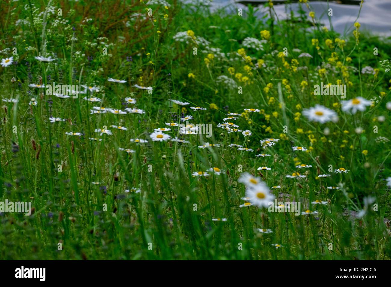 meadow daisy long bank side Stock Photo - Alamy