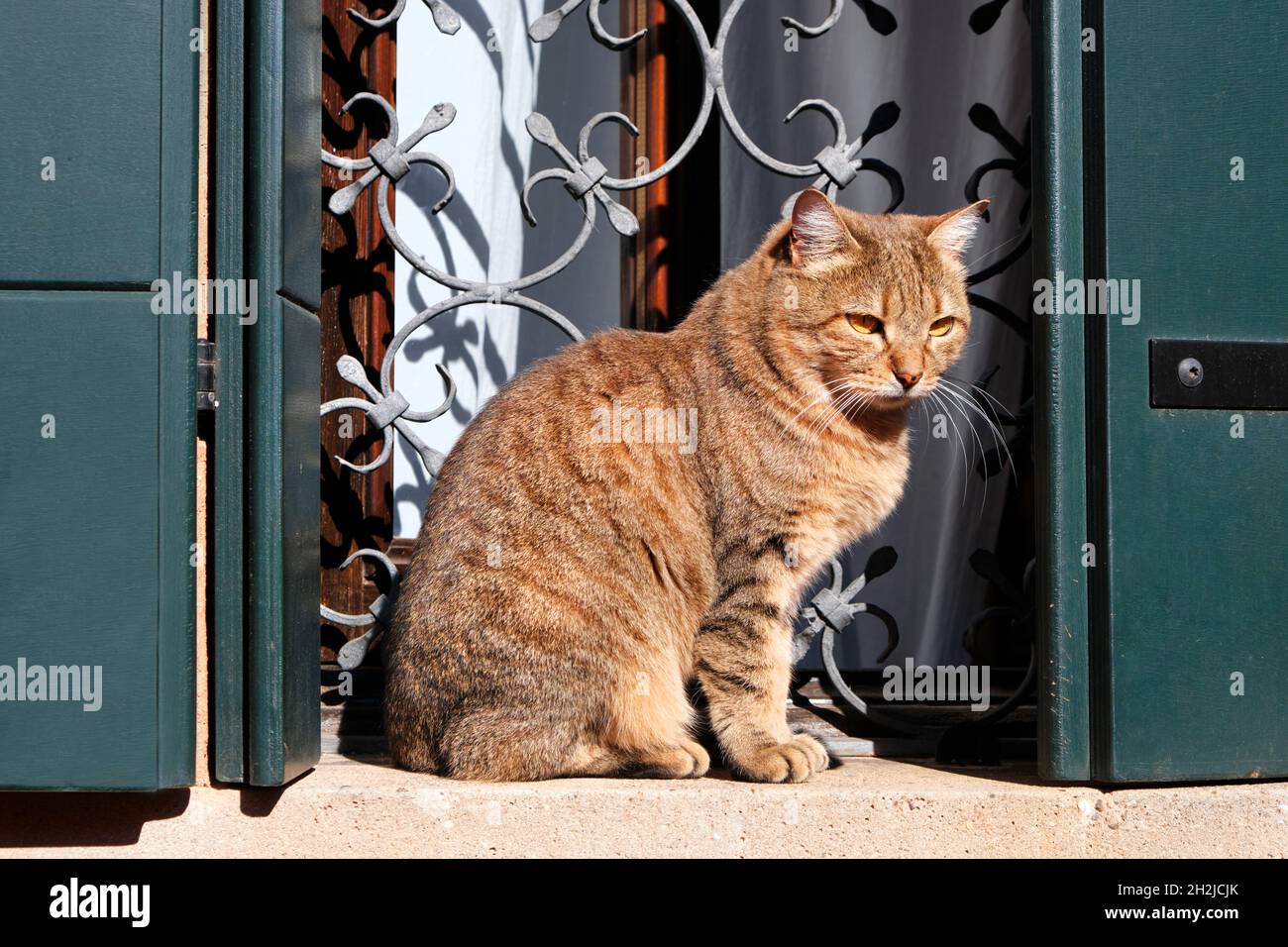 Orange ginger tabby cat sitting on stone windowsill. Historic window ...