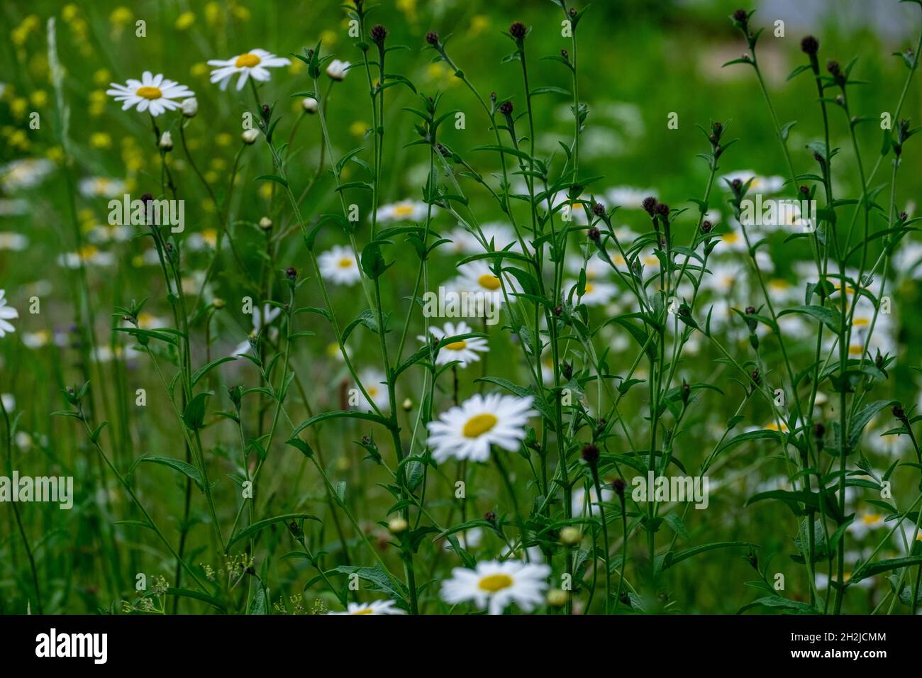 meadow daisy long bank side Stock Photo - Alamy
