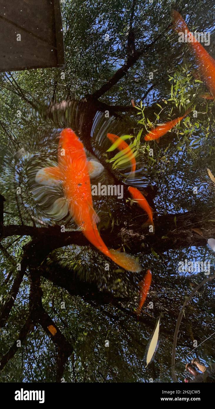 Timisoara romania river hi-res stock photography and images - Alamy