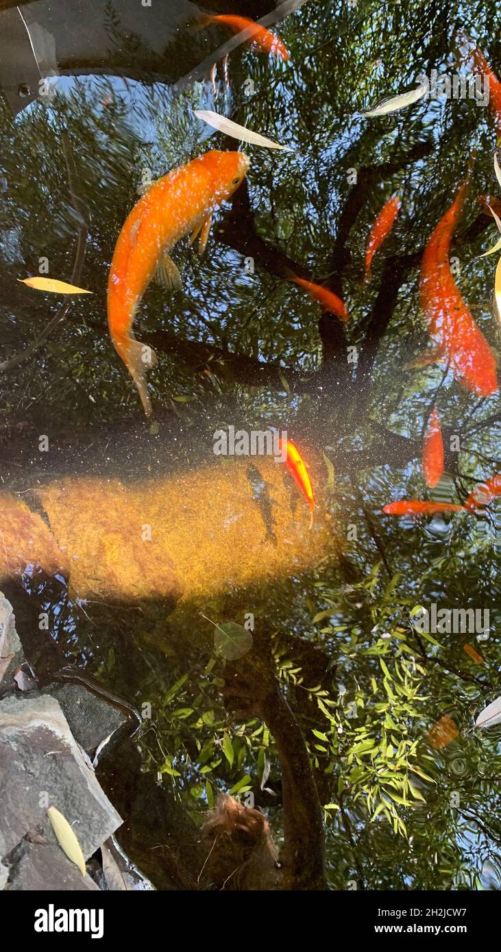 Timisoara romania river hi-res stock photography and images - Alamy