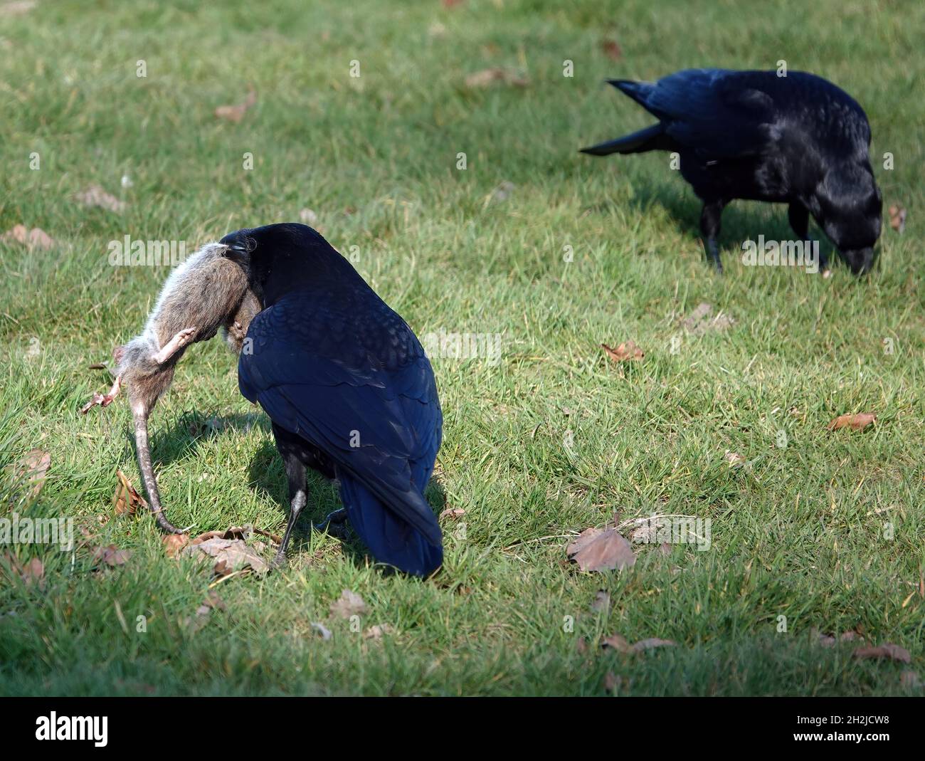 Dead rat carrying hi-res stock photography and images - Alamy