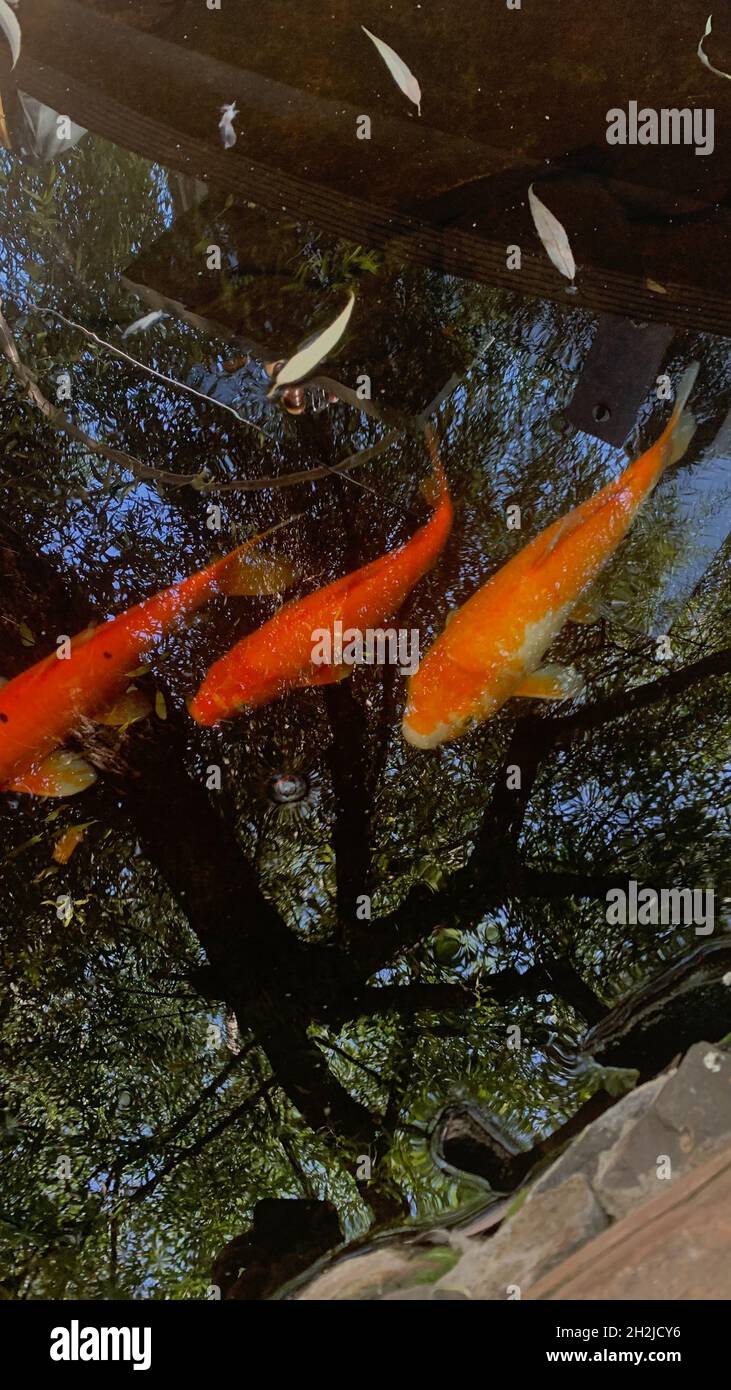 Timisoara romania river hi-res stock photography and images - Alamy