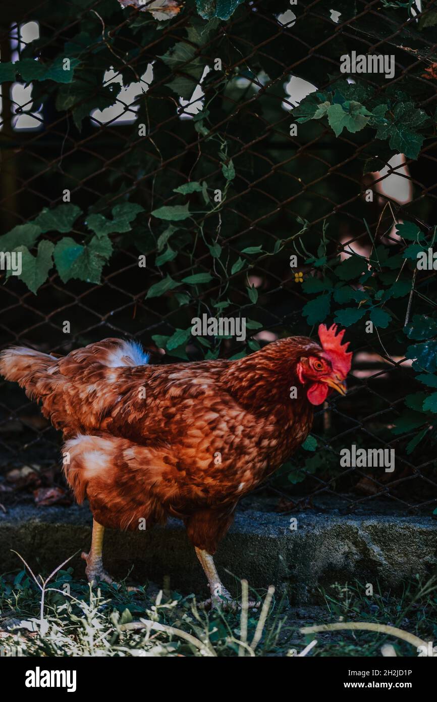 Selective focus shot of a chicken looking around in the farmland Stock ...