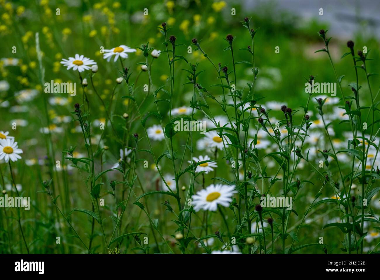 meadow daisy long bank side Stock Photo - Alamy