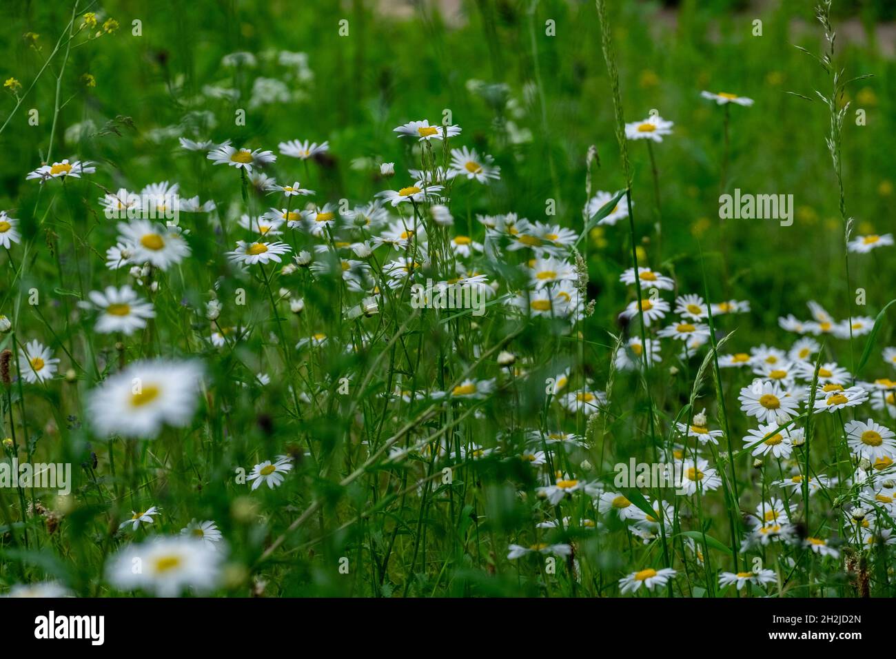 meadow daisy long bank side Stock Photo - Alamy