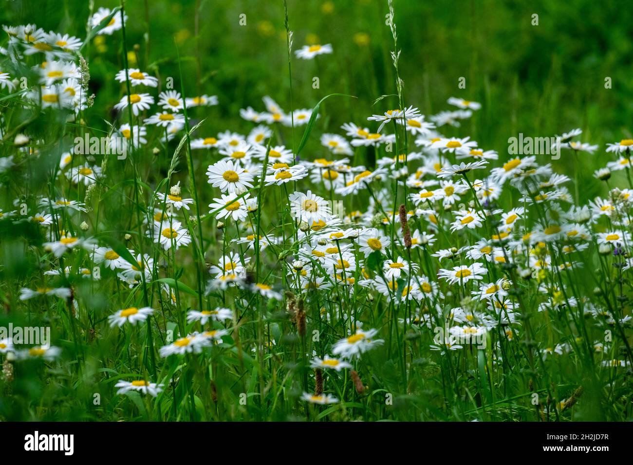 meadow daisy long bank side Stock Photo - Alamy