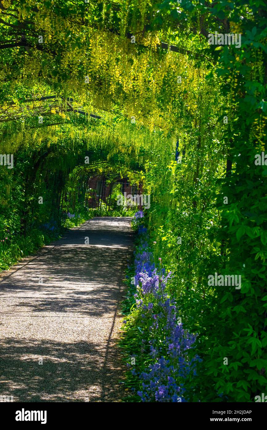 Labernum arch hi-res stock photography and images - Alamy