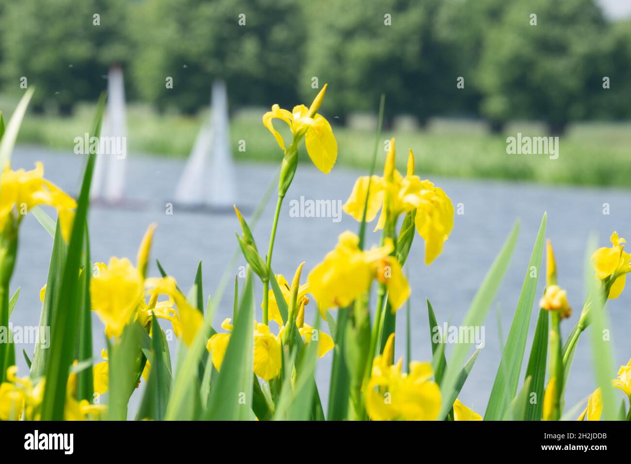 Irisis hi-res stock photography and images - Alamy