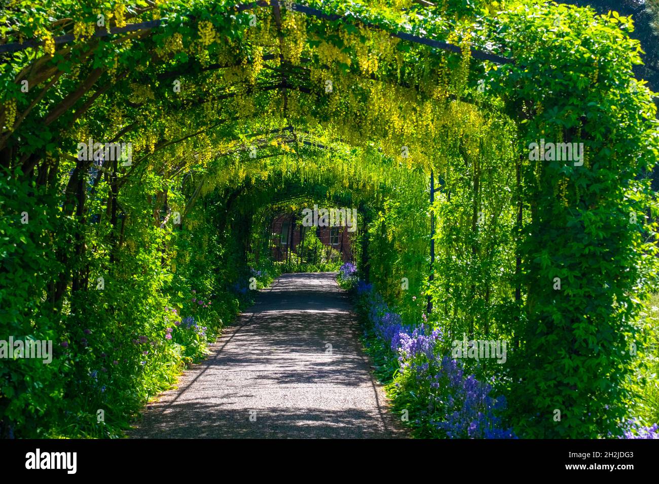 Labernum arch hi-res stock photography and images - Alamy